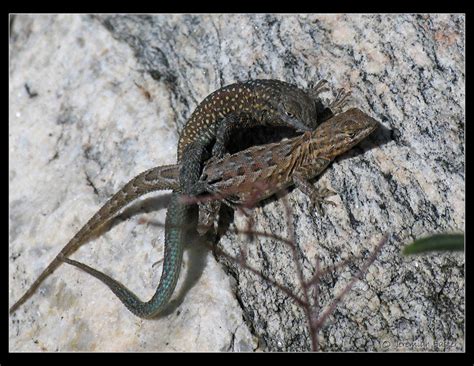 Lizard Behavior And Life History Breeding Season Activities And Male Female Interactions