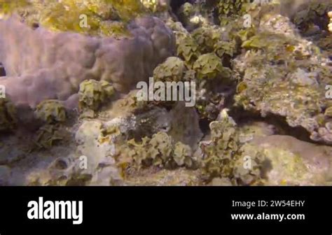 Marine Brown Algae On The Top Of A Coral Reef In Shallow Water In The