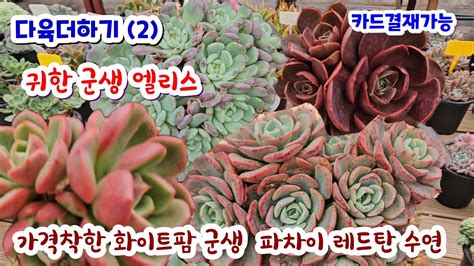 다육더하기 2 풍성한 귀한 군생 엘리스 화이트팜 예쁜 수연 파차이 Youtube