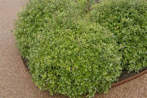 How To Grow And Care For Pittosporum Gardeners Path