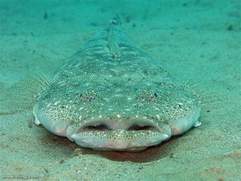 Dusky Flathead A Large Dusky Flathead Platycephalus Fuscu Flickr