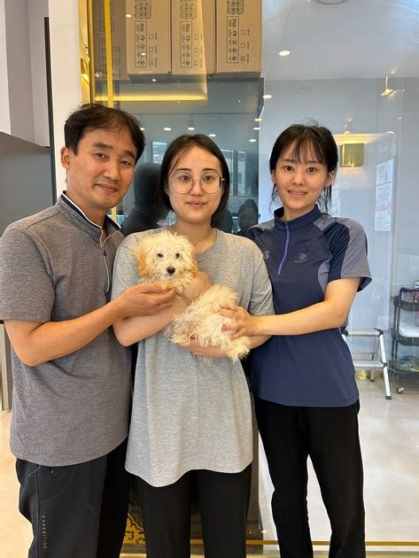 푸들 호떡이 말티즈크기 말티푸크기 푸들크기 먼치킨크기 랙돌크기 브리티쉬숏헤어크기 스코티쉬폴드크기 러시안블루크기 강아지크기 고양이크기 유기견임시보호 유기묘임시보호 강아지임시