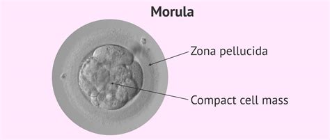 Structure Of A Compact Morula