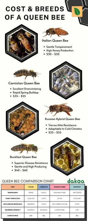 How Much Does A Live Mated Queen Bee Cost Dakoa