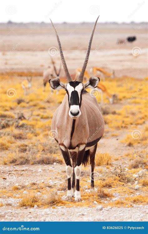 Front View Of Gemsbok Gemsbuck Oryx Gazella Antelope Native To The Kalahari Desert Namibia