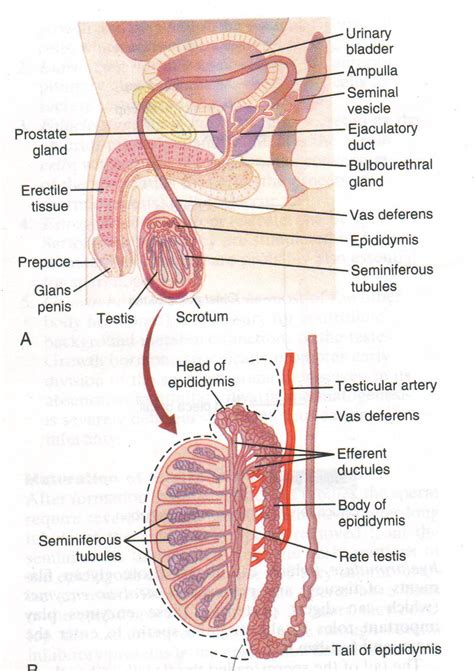 Human Male Reproductive System Sketch The Labeled Diagrams