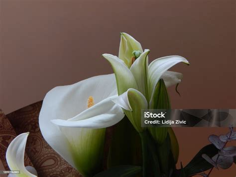 Calla Lily Atau Bunga Arum Lily Dalam Buket Bunga Putih Dengan Latar