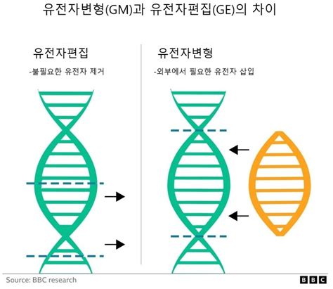 유전자‘편집 겨잣잎 샐러드 나왔다…gmo와 뭐가 다르지