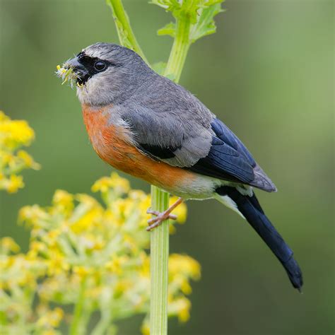 Grey Headed Bullfinch Photos Shanghai Birding 上海观鸟