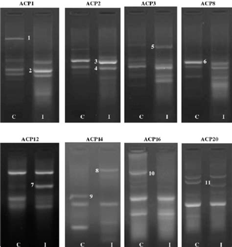 A Schematic Diagram Of The Experimental Procedure Download Scientific Diagram