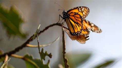 Simple Guidance For You In Things To Do In Pismo Beach Ca Travelila