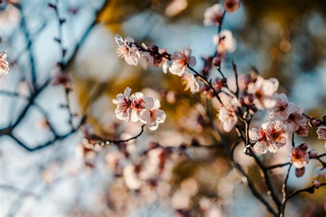 푸른 하늘을 배경으로 한 생동감 넘치는 벚꽃 · 무료 스톡 사진