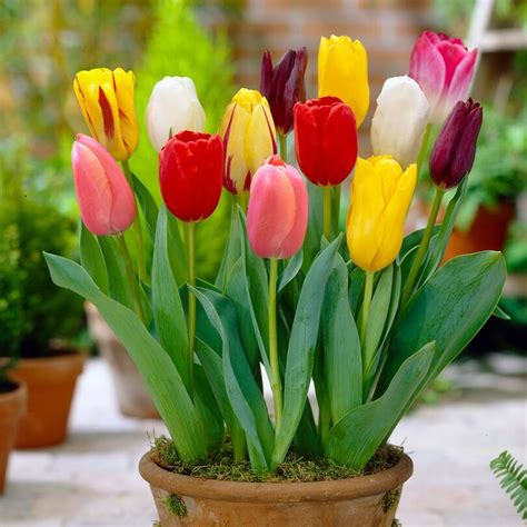 Garden State Bulb 25 Pack Tulip Bulbs Ecf 24 25 Flower Seeds Tulip