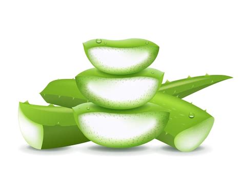 알로에 베라와 격리된 흰색 배경 프리미엄 벡터