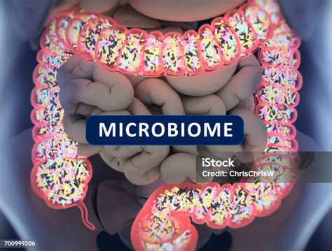 창 자가 박테리아 창 자 식물 미생물입니다 작은 창 자 개념 표현 안에 박테리아 3d 그림입니다 마이크로바이옴에 대한 스톡 사진 및 기타 이미지 Istock
