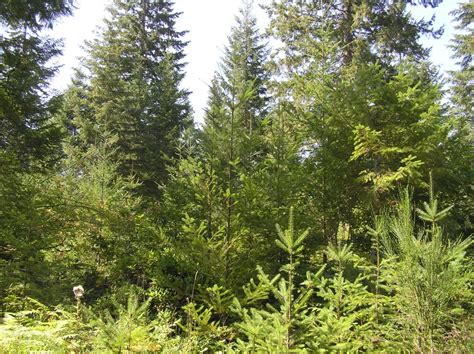 Growing A Diverse Forest Steps To A Structural Diversity Forest