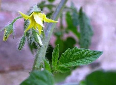 What Are Self Pollinating Vegetables Artofit