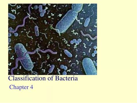 Ppt Classification Of Bacteria Powerpoint Presentation Free Download