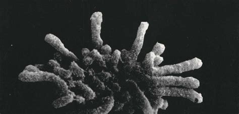 The Origins Of Sex Yale University Press