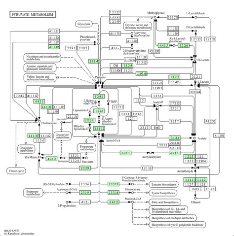Kegg Pathway Pyruvate Metabolism Pichia Kudriavzevii