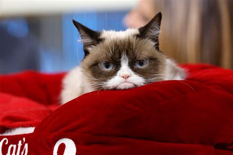 Grumpy Cat With Captions