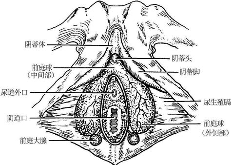 四阴蒂和前庭球 基础医学 医学