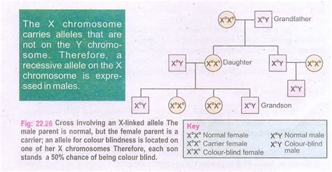 Knowledge Class Sex Linked Inheritance In Man