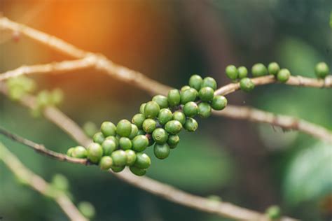 햇빛이있는 녹색 커피 콩 베리 식물 에코 유기농 농장 아침 시간에 신선한 생 종자 커피 나무 성장 녹색 씨앗 열매 아라비카 커피