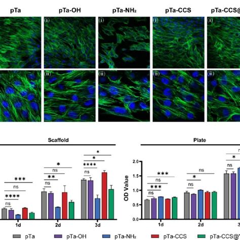 Biocompatibility Tests Of Different Modified Scaffolds A Rbmscs Are Download Scientific