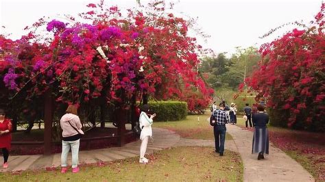 中科院西双版纳热带植物园百花园，六百多种热带花卉植物层林尽染腾讯视频