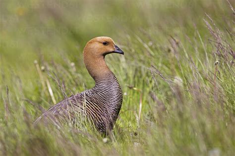 South America Argentina Upland Goose In Tierra Del Fuego National