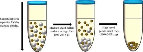 Schematic Representation Of EV Separation By Differential Download Scientific Diagram