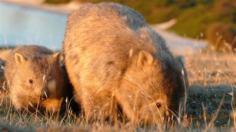 Best Places To See Wildlife In Tasmania