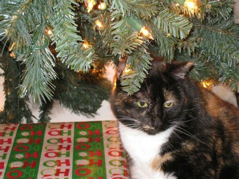 Ruby Doobie Doo Christmas Tree Skirt Christmas Tree Christmas