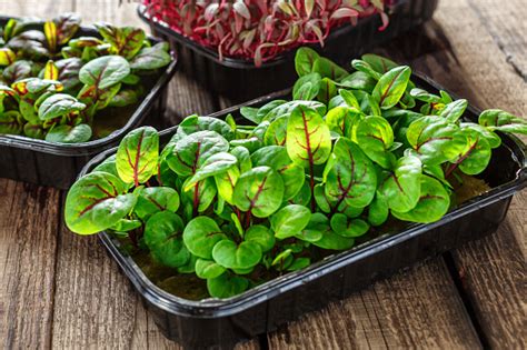 플라스틱 트레이의 마이크로 그린 나무 배경에 쟁반에 혼합 된 마이크로 그린 대마 생분해 성 매트에 마이크로 그린을 돋아 집에서 씨앗의 발아 비건 채식과 건강 식품 개념 0