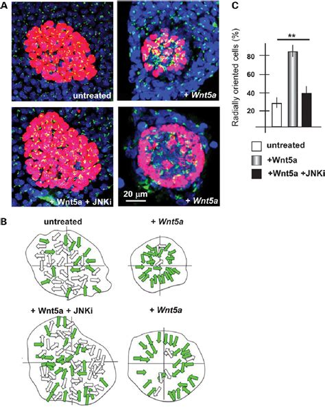 Figure 4 From The Apical Ectodermal Ridge Of The Mouse Model Of Ectrodactyly Dlx5 Dlx6 Shows