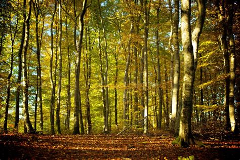 It S Official Trees Are A Miracle Drug Greenhouse Grower