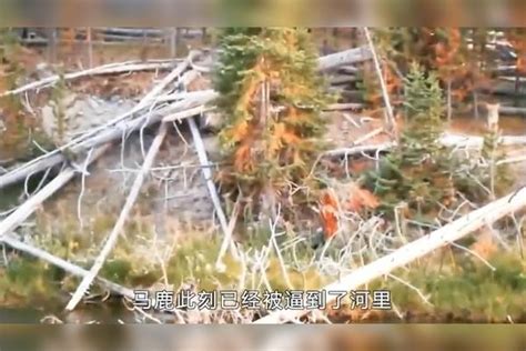 郊狼捕杀马鹿，马鹿宁死不屈，死也要拖郊狼入河，郊狼无奈放弃