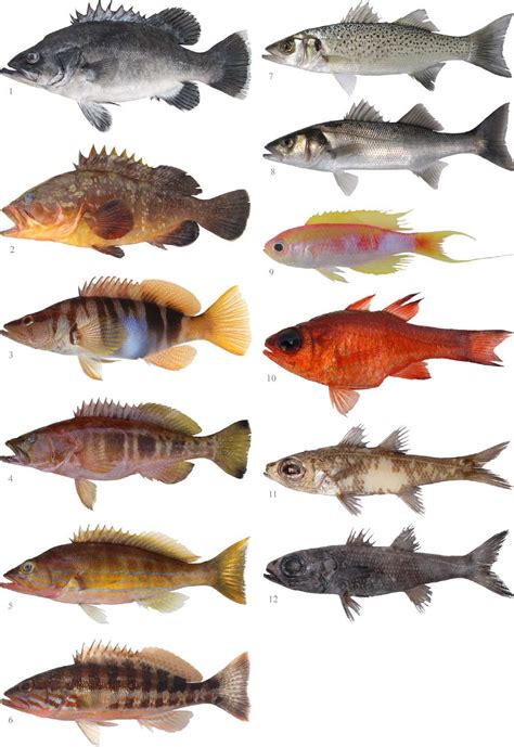 Books Actinopterygians From The North Eastern Atlantic And The