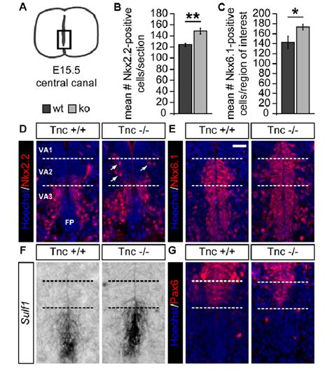 The Patterning Of Astrocyte Progenitor Domains Is Altered In The Download Scientific Diagram