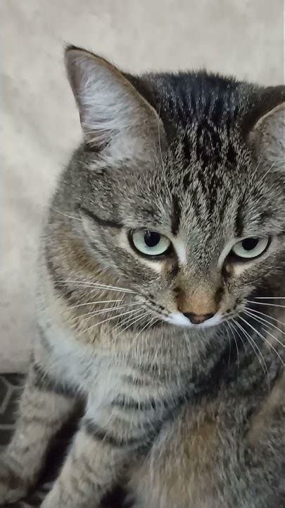 шок кот лезет целоваться Youtube