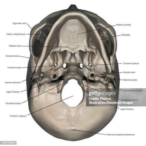 Foramen Ovale Photos And Premium High Res Pictures Getty Images