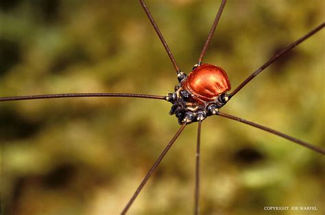 Opiliones Aas American Arachnological Society