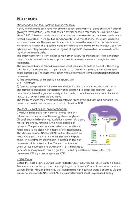 Mitochondria Lecture Notes Mitochondria Mitochondria And The Electron Transport Chain