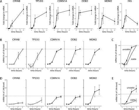 P53 Induced Gene Expression A Ht29 Tsp53 Cells Were Incubated At The
