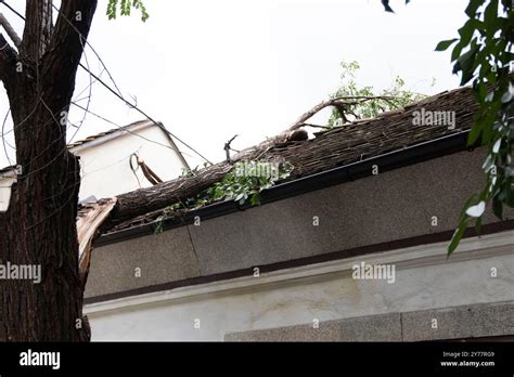 Tile Roof Damaged By A Fallen Tree Roof Damage From Tree That Fell