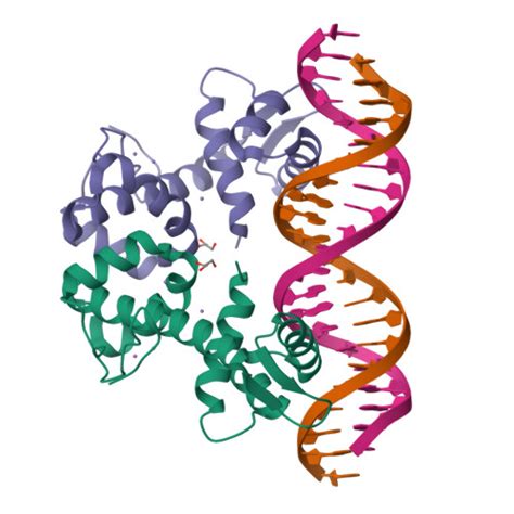 Rcsb Pdb 8pw0 Manganese Dependent Transcriptional Repressor Dr2539 Complexed With Manganese