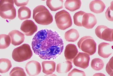 Lab 2 Flashcards Quizlet