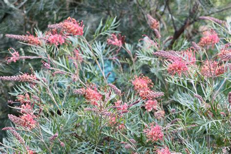Grevillea Superb Grevillea Bipinnatifida X Banksii Superb Miss Tree