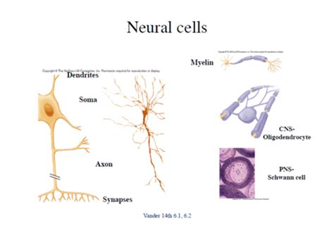 L Physiol Nerves And Neuronss Flashcards Quizlet